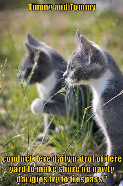 Daily patrol - Lolcats - lol | cat memes | funny cats | funny cat ...