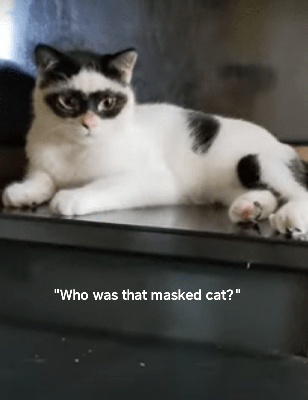 "Who was that masked cat?" - Lolcats - lol | cat memes | funny cats ...