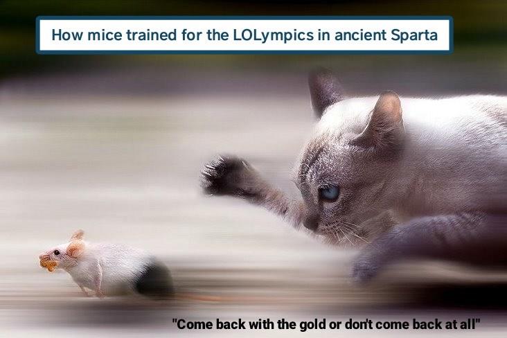 Mouse in training - Lolcats - lol | cat memes | funny cats | funny cat ...