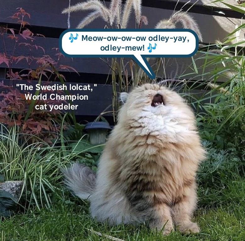 "The Swedish lolcat" - Lolcats - lol | cat memes | funny cats | funny ...