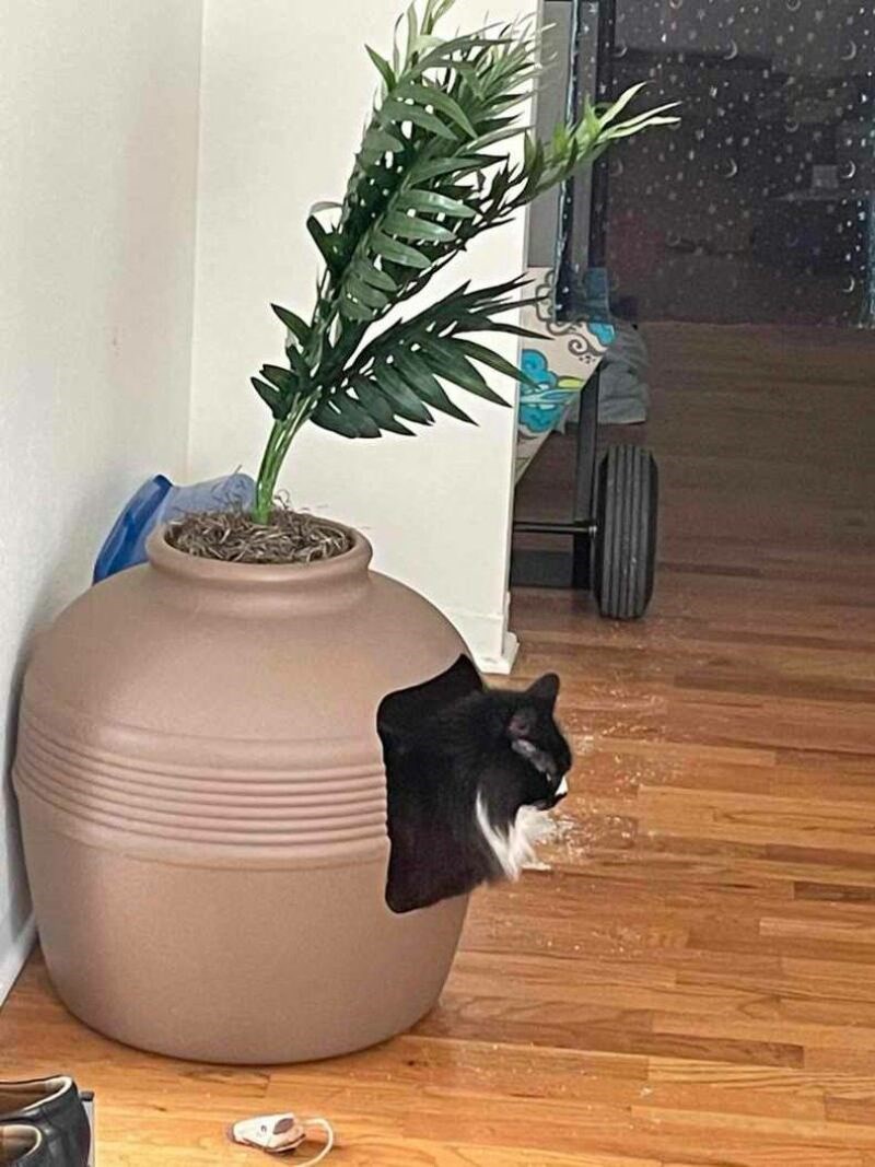 Green Roofs Are IT These Days - Lolcats - lol | cat memes | funny cats ...