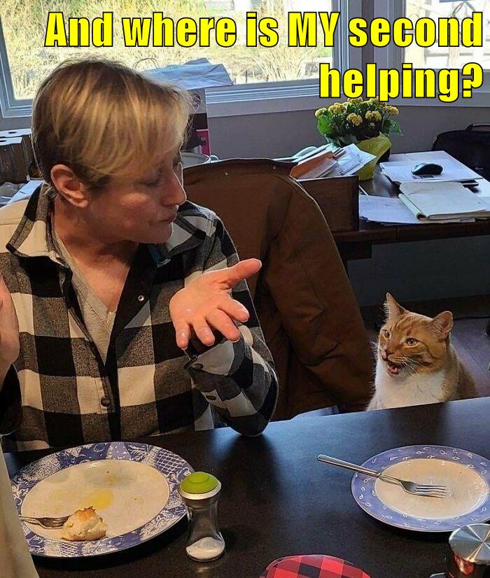 And where is MY second helping? - Lolcats - lol | cat memes | funny ...