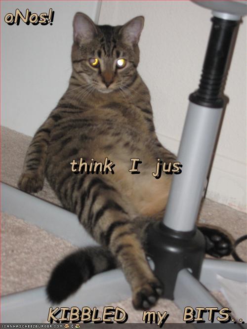 oNos! think I jus KIBBLED my BITS.. - Lolcats - lol | cat memes | funny ...