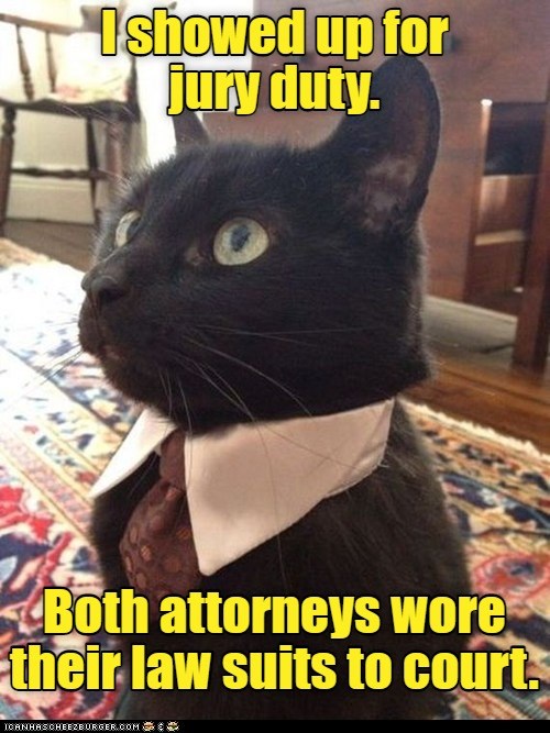 Objection! - Lolcats - lol | cat memes | funny cats | funny cat pictures with words on them ...