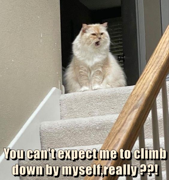 Really ??! - Lolcats - lol | cat memes | funny cats | funny cat ...