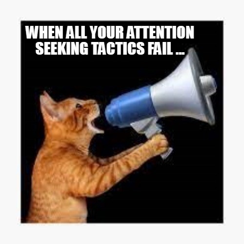 When all else fail - Lolcats - lol | cat memes | funny cats | funny cat ...