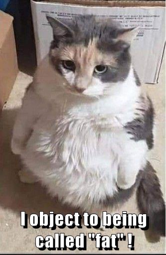 I object to being called "fat" ! - Lolcats - lol | cat memes | funny ...
