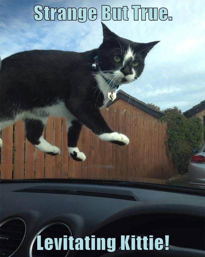 Lolcats - Page 8 - LOL at Funny Cat Memes - Funny cat pictures with ...