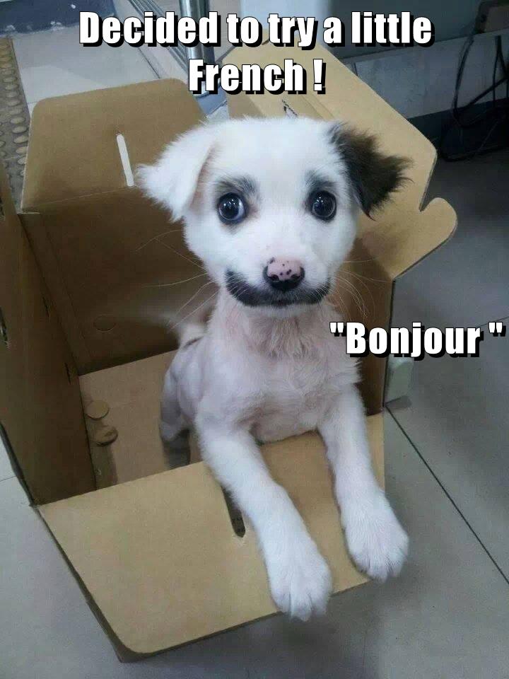 Decided to try a little French ! "Bonjour " - I Has A Hotdog - Dog ...