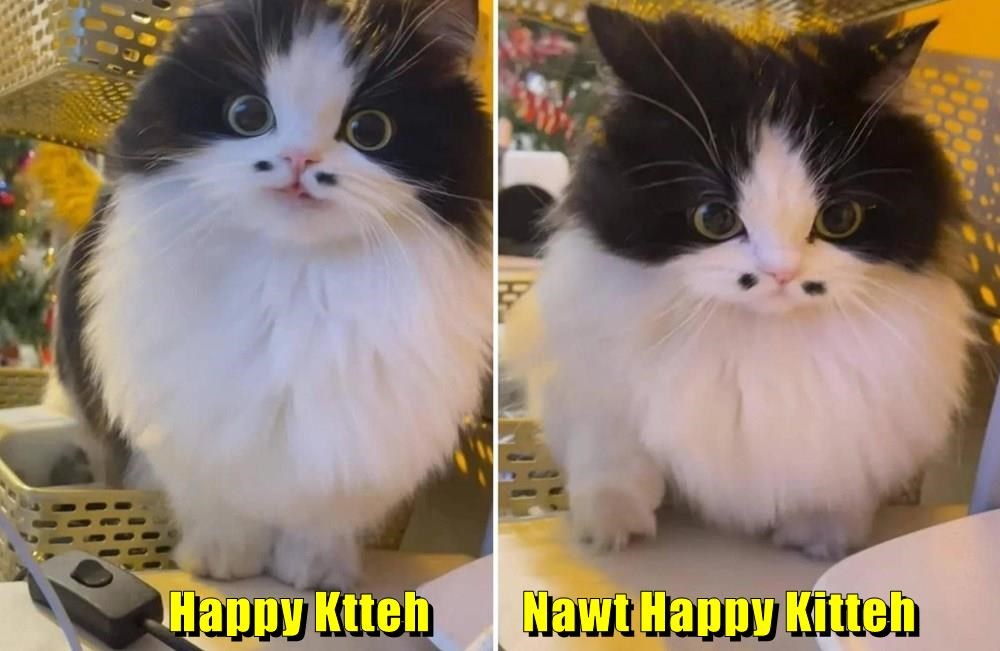 Happy / Nawt Happy - Lolcats - lol | cat memes | funny cats | funny cat ...
