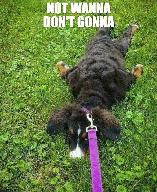 You can't with that argue. - I Has A Hotdog - Dog Pictures - Funny ...