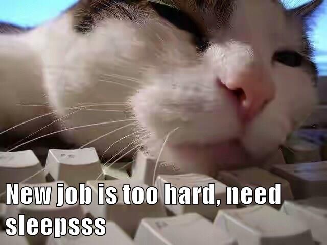 Too hard - Lolcats - lol | cat memes | funny cats | funny cat pictures ...