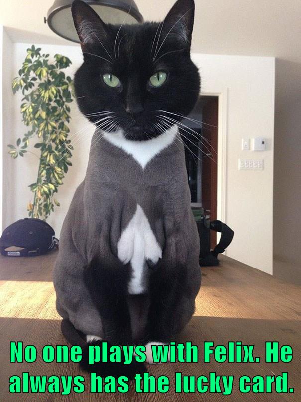 Lucky card. - Lolcats - lol | cat memes | funny cats | funny cat ...