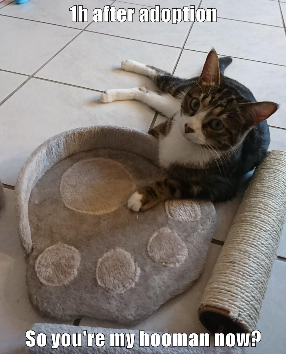 The fast and the furious - Lolcats - lol | cat memes | funny cats ...