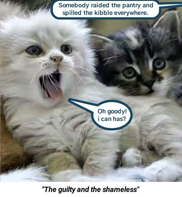 "The guilty and the shameless" - Lolcats - lol | cat memes | funny cats ...