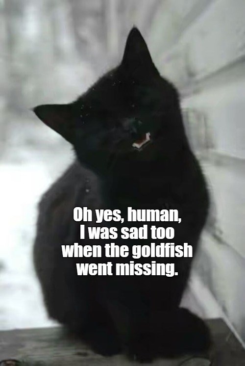 Oh yes - Lolcats - lol | cat memes | funny cats | funny cat pictures ...