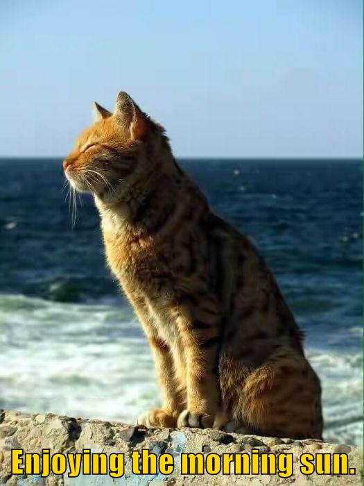 Enjoying the morning sun. - Lolcats - lol | cat memes | funny cats ...
