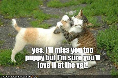 I'm sure you'll love it at the vet! - Lolcats - lol | cat memes | funny ...