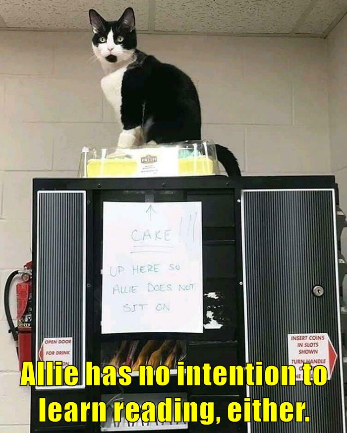 Allie has no intention to learn reading, either. - Lolcats - lol | cat ...