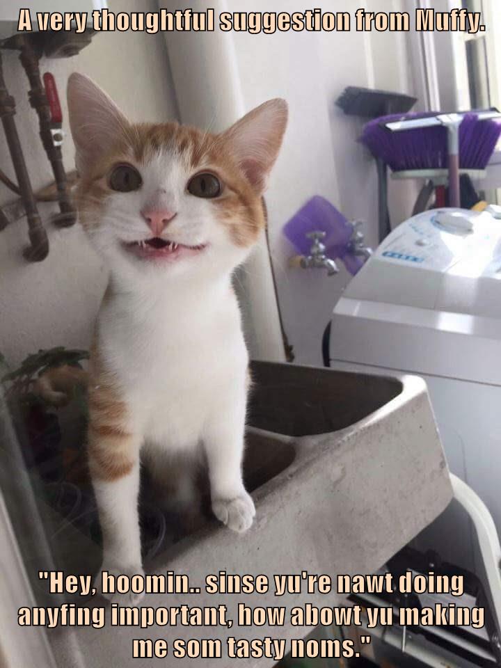 A very thoughtful suggestion from Muffy - Lolcats - lol | cat memes ...