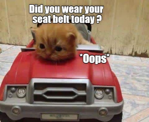 In case of an accident, press *Oops* ! - Lolcats - lol | cat memes ...