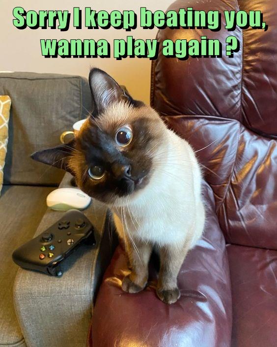 Wanna play again ? - Lolcats - lol | cat memes | funny cats | funny cat ...