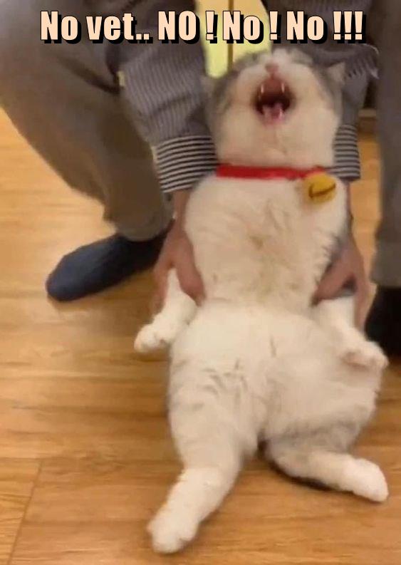 No vet.. NO ! No ! No !!! - Lolcats - lol | cat memes | funny cats ...