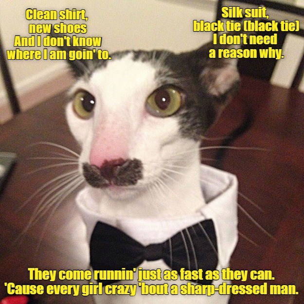 ZZ Top is right about this - Lolcats - lol | cat memes | funny cats ...