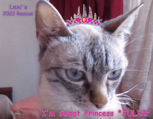 Lexi's Sweet Princess, Julia - Cats N' Kittens - Cat Pictures - Cute ...