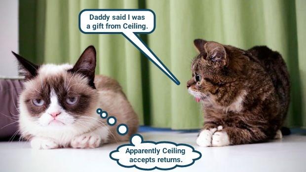 Snarky Grumpy - Lolcats - lol | cat memes | funny cats | funny cat pictures with words on them ...