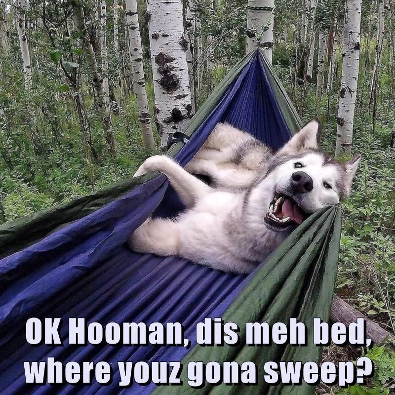 OK Hooman - I Has A Hotdog - Dog Pictures - Funny pictures of dogs ...