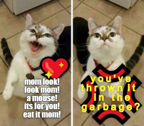 That was a gift from my heart! - Lolcats - lol | cat memes | funny cats ...