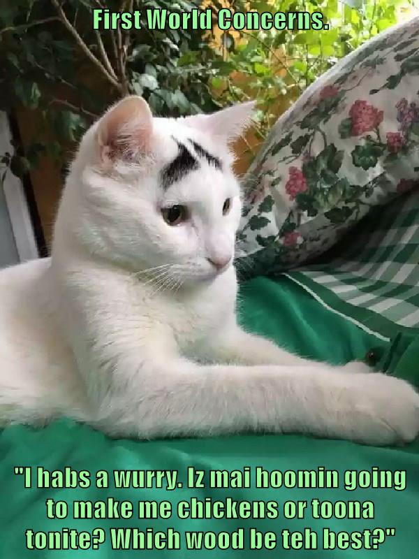 First World Concerns - Lolcats - lol | cat memes | funny cats | funny ...