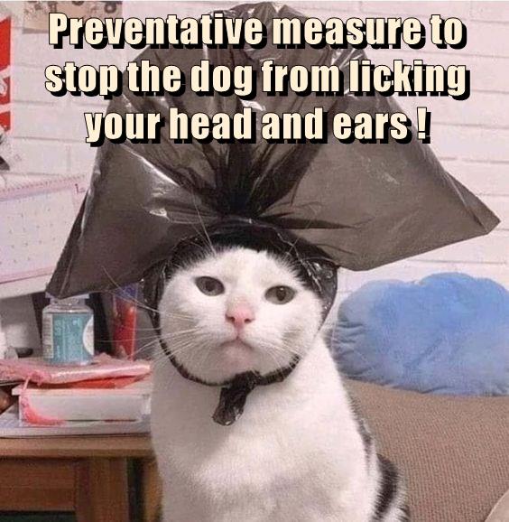 Preventative measure - Lolcats - lol | cat memes | funny cats | funny ...