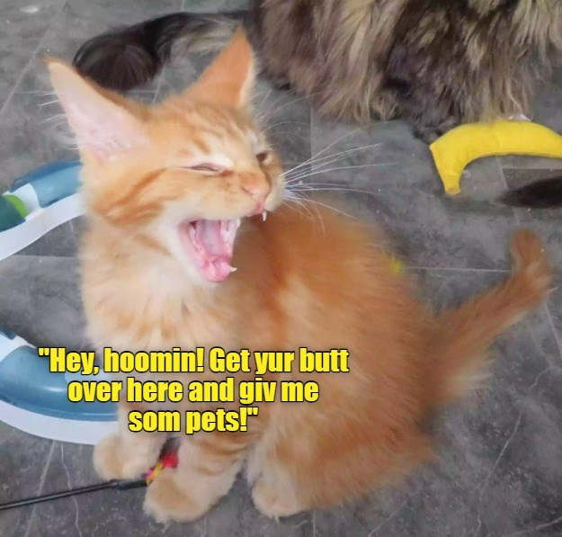 Muffy was sometimes a tad outspoken in her interactions with her human ...