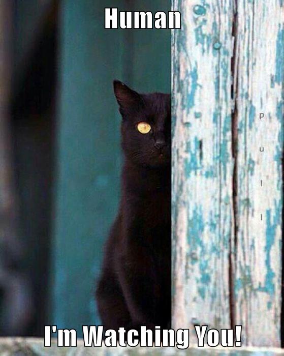 Human I'm Watching You! - Lolcats - lol | cat memes | funny cats ...
