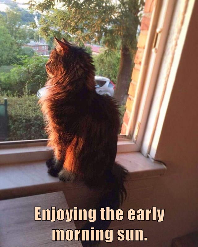 Enjoying the early morning sun. - Lolcats - lol | cat memes | funny ...