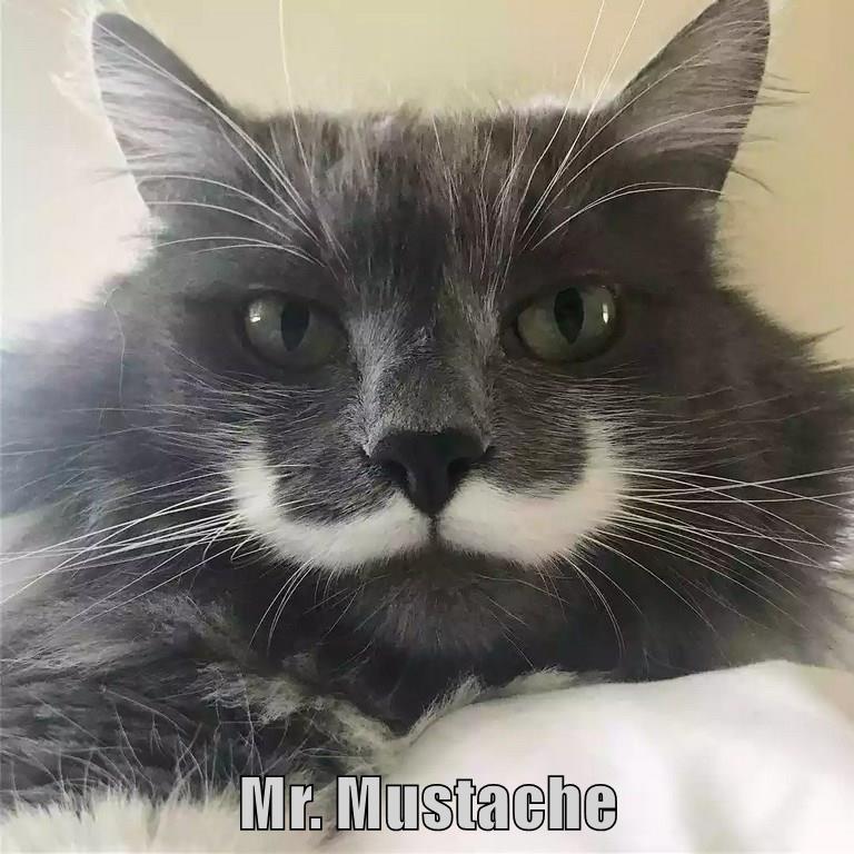 Mr. Mustache - Cats N' Kittens - Cat Pictures - Cute Kittens