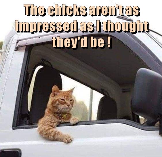 Not impressed - Lolcats - lol | cat memes | funny cats | funny cat ...