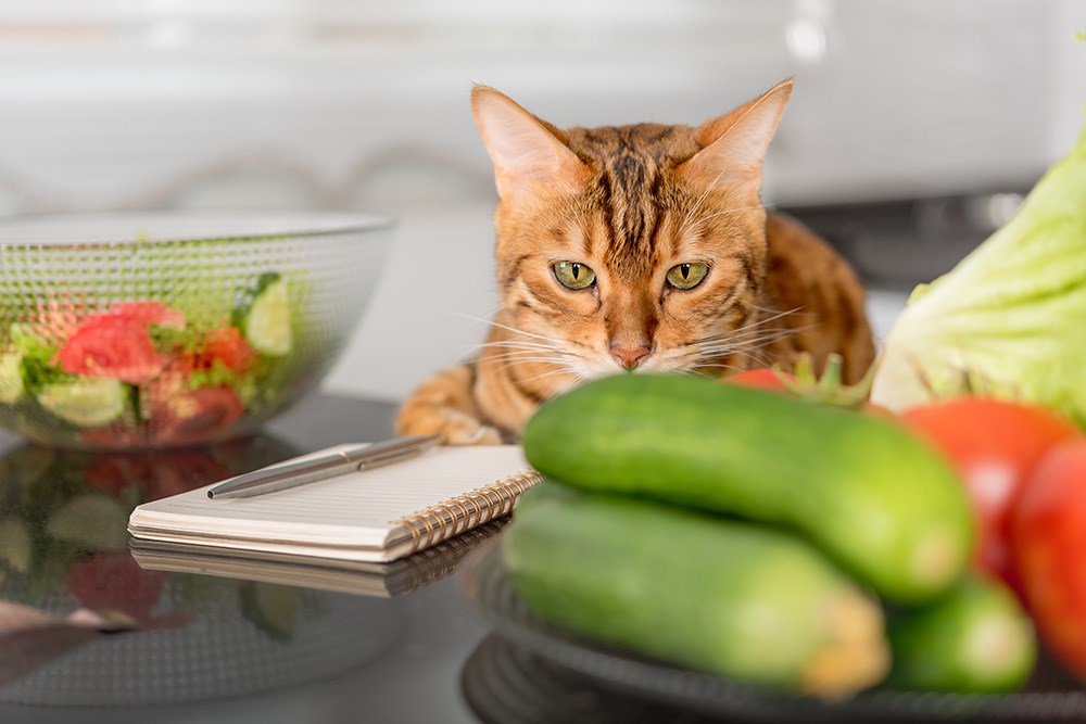 Not the cucumber human again!! - Lolcats - lol | cat memes | funny cats ...