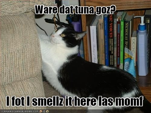 The great hunt continues - Lolcats - lol | cat memes | funny cats ...