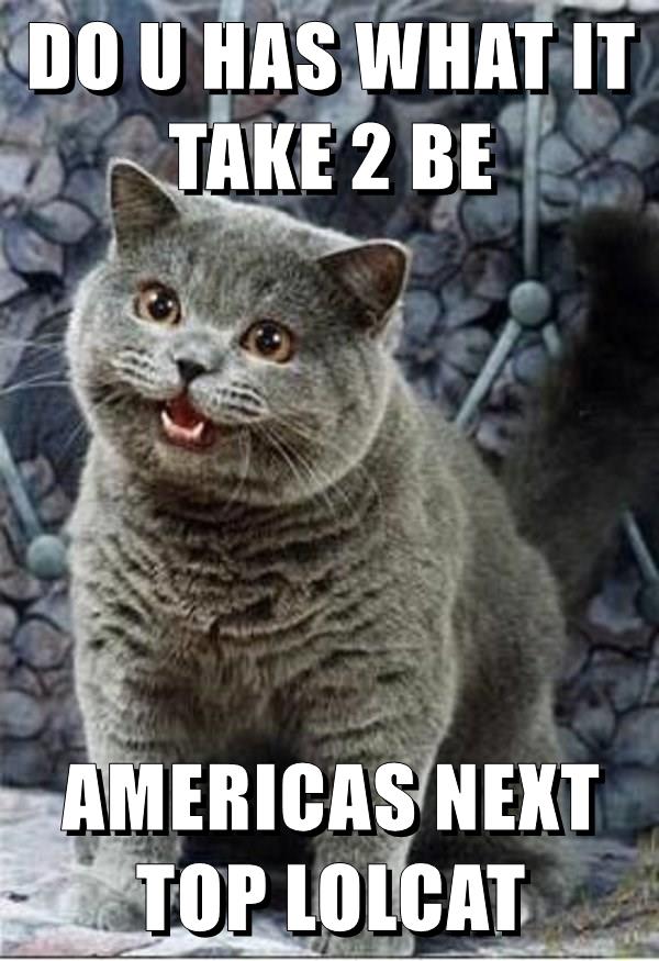 AMERICAS NEXT TOP LOLCAT - Lolcats - lol | cat memes | funny cats ...