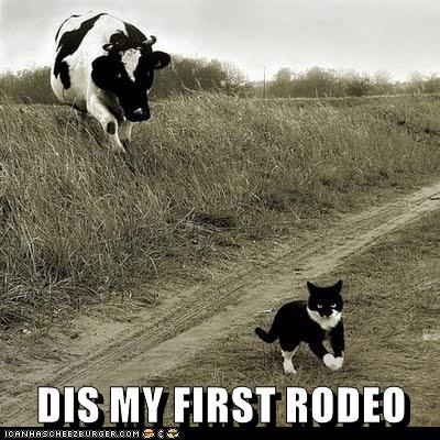 DIS MY FIRST RODEO - Lolcats - lol | cat memes | funny cats | funny cat ...