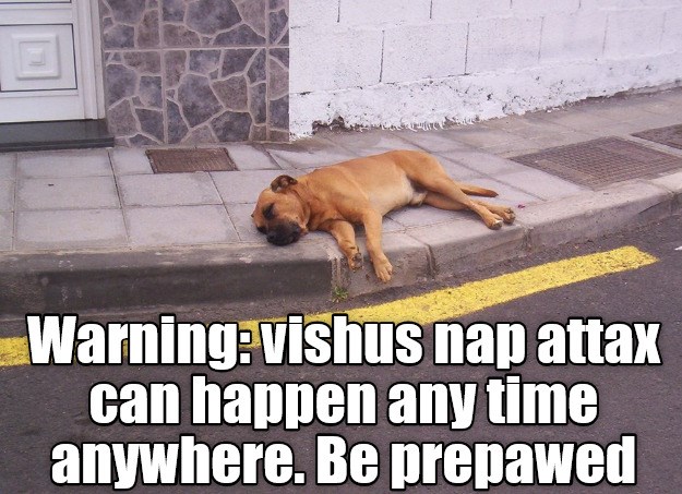 Nap PSA - I Has A Hotdog - Dog Pictures - Funny pictures of dogs - Dog ...