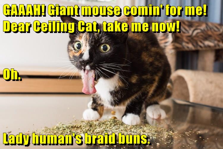 GAAAH! - Lolcats - lol | cat memes | funny cats | funny cat pictures ...