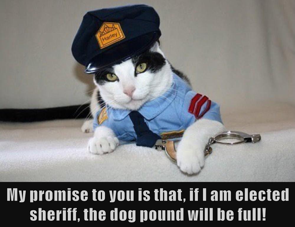 My promise to you - Lolcats - lol | cat memes | funny cats | funny cat ...