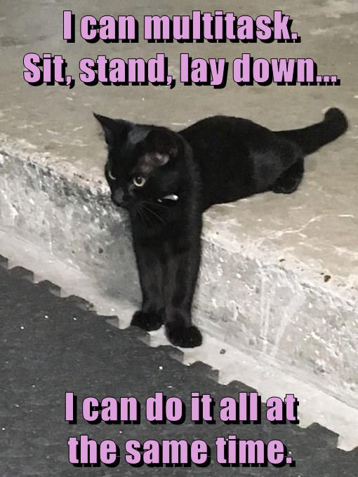 I can multitask - Lolcats - lol | cat memes | funny cats | funny cat ...
