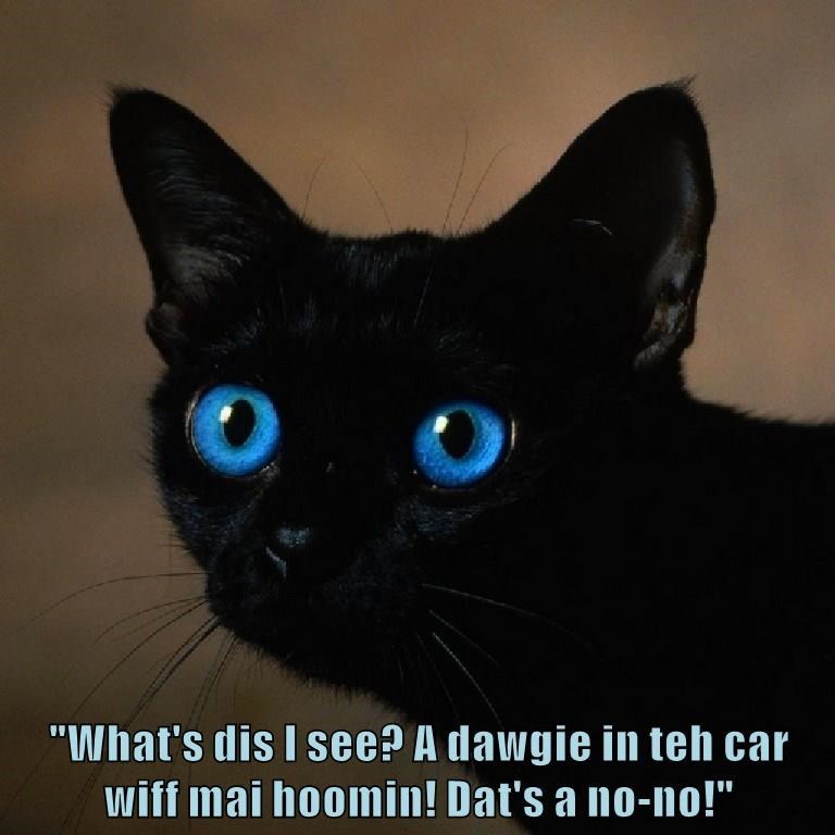 This Can't Be - I Can Has Cheezburger?