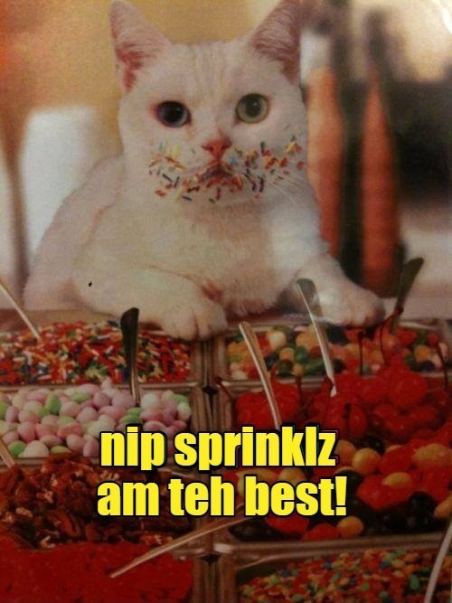 Sprinklz Season - I Can Has Cheezburger?