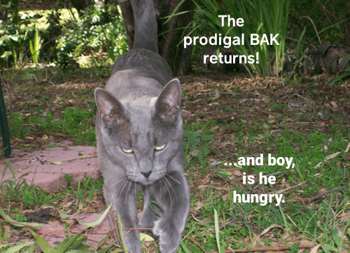 Finished making the rounds - Lolcats - lol | cat memes | funny cats ...